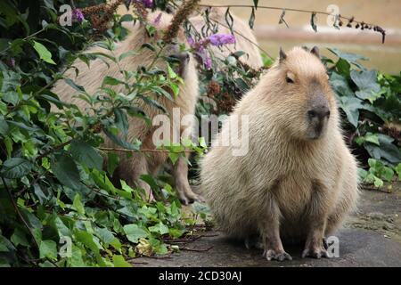 Closeup shot of a capybara with brown and white fur walking on the ...