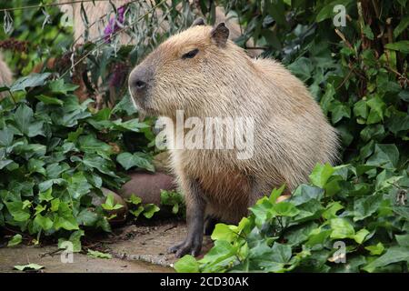 Closeup shot of a Capybara in the greenery Stock Photo - Alamy