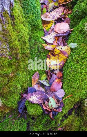 Autumn leaves fallen into crevice in the tree trunk Stock Photo - Alamy