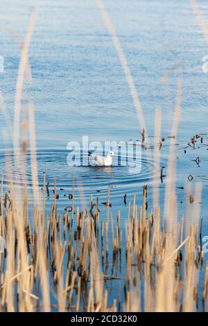 Beautiful seagull, water birds Stock Photo - Alamy