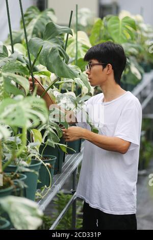 Kong Xiaoru takes care of his flower at a greenhouse, Nanjing city ...