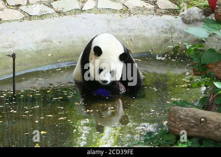 A panda sits and walks in a pool in Beijing Zoo in Beijing, China, 20 ...