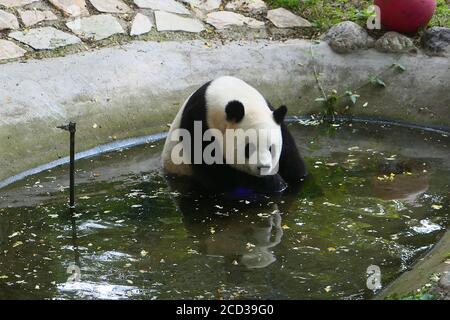 A panda sits and walks in a pool in Beijing Zoo in Beijing, China, 20 ...