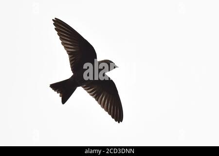 southern martin (Progne modesta), in flight, Ecuador, Galapagos Islands ...
