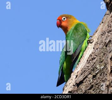 A Fischer's lovebird perched on a tree branch, vertical, close-up Stock ...