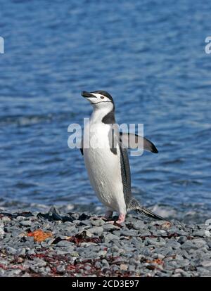 Chinstrap penguin adult on beach in Antarctica Stock Photo - Alamy