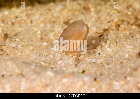 Lake Fingernailclam (Musculium lacustre Stock Photo - Alamy