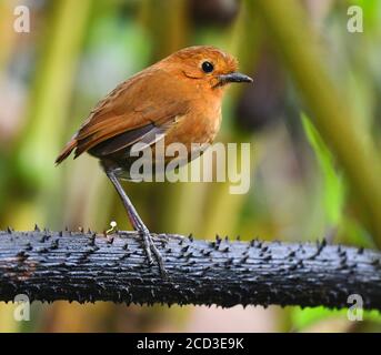 Rufous Antpitta (Grallaria rufula) at Yanacocha nature reserve, west ...