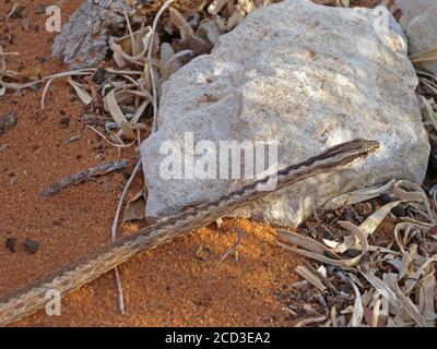 snake, madagascar, snakes, madagascars Stock Photo - Alamy