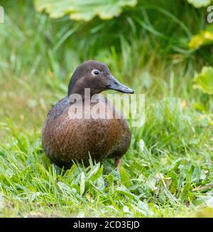 Auckland Islands Teal, Anas aucklandica, an endemic flightless duck in ...