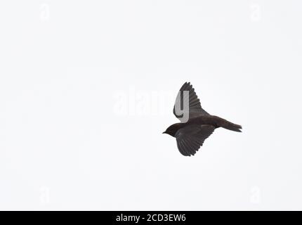southern martin (Progne modesta), in flight, Ecuador, Galapagos Islands ...