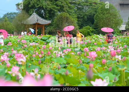 Over 100 acres lotus are in blossom in the pond and thus attract ...