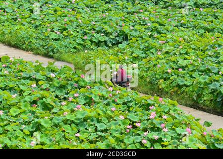 Over 100 acres lotus are in blossom in the pond and thus attract ...