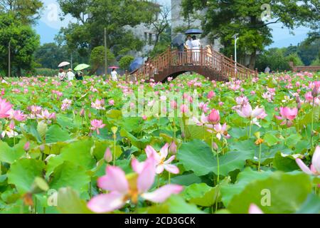 Over 100 acres lotus are in blossom in the pond and thus attract ...