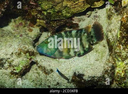 Broomtail Wrasse fish in Red sea Stock Photo - Alamy