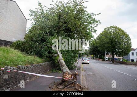 Cardiff, Wales, UK. 26th Aug, 2020. A fallen tree in the Fairwater area ...