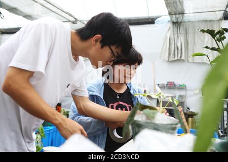 Kong Xiaoru takes care of his flower at a greenhouse, Nanjing city ...