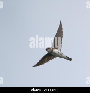 birds fling catching flies Stock Photo - Alamy