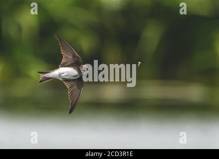 birds fling catching flies Stock Photo - Alamy