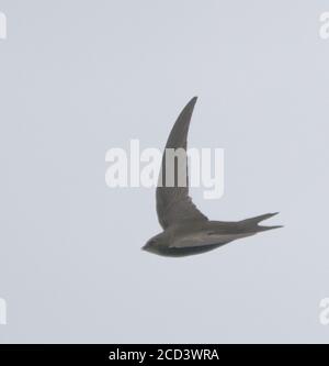 birds fling catching flies Stock Photo - Alamy