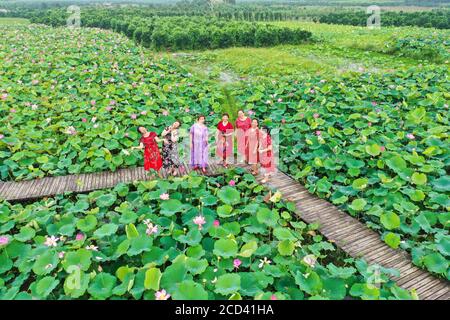Over 100 acres lotus are in blossom in the pond and thus attract ...