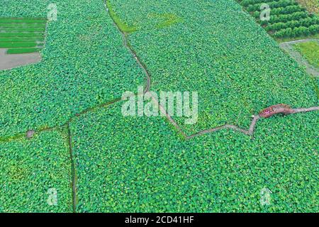 An aerial view of over 100 acres lotus in blossom in the pond and thus ...