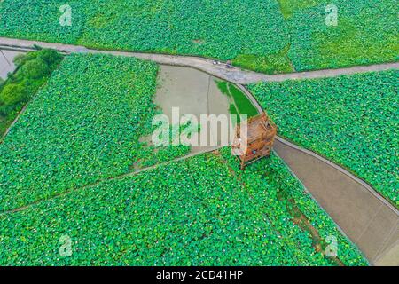 An aerial view of over 100 acres lotus in blossom in the pond and thus ...