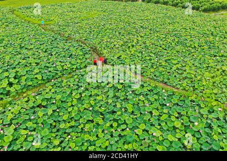 Over 100 acres lotus are in blossom in the pond and thus attract ...