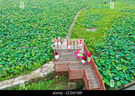 An aerial view of over 100 acres lotus in blossom in the pond and thus ...