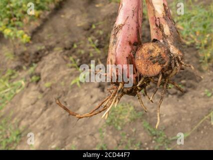 Banana sucker with good root system. How to plant banana trees concept ...