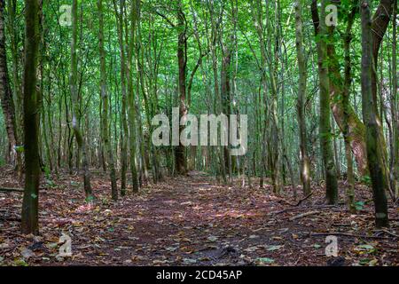 shots with depth of field from german mixed forests with lots of green ...