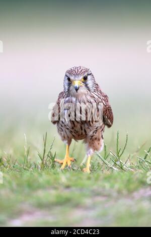 The common kestrel is a bird of prey species belonging to the kestrel ...