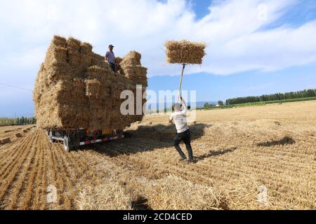 A farmer uploads hay to a truck during competition at a field in ...
