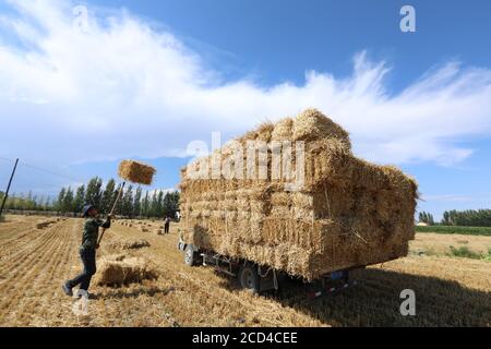 A farmer uploads hay to a truck during competition at a field in ...