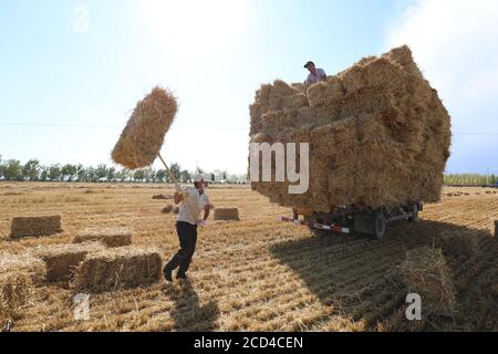 A farmer uploads hay to a truck during competition at a field in ...