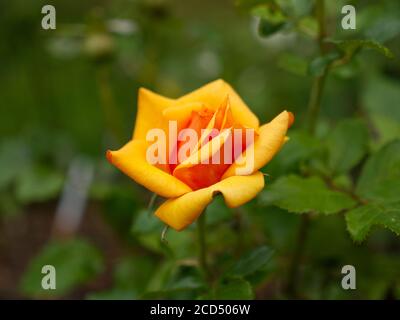 Orange Tea Roses. Rosa Hybrida. Romantic Roses.Hoop Lane Remembrance ...