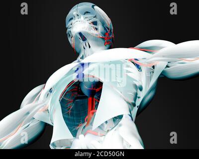 Human anatomy body concept art, 3d illustration Stock Photo - Alamy