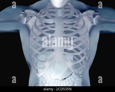 Human Rib 3D Illustration of Human Skeleton Rib Cage Anatomy Front view ...
