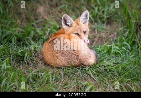 Red fox kit in the Canadian wilderness Stock Photo - Alamy