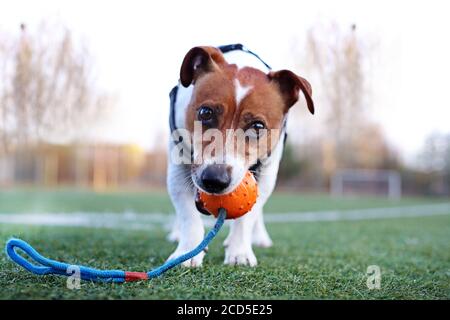 A Jack Russell Terrier runs on a treadmill Stock Photo - Alamy