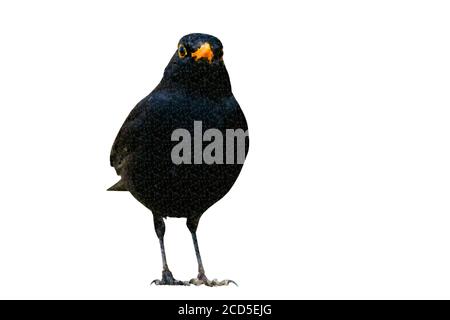 Colorful polygonal mosaic background out of triangles for creative ...