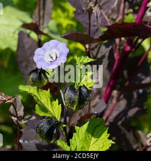 Nicandra Physalodes (Solanaceae) - Shoo Fly Plant Flower also known as ...