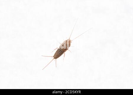 Firebrat (Thermobia domestica), a species of silverfish. Insect Lepisma ...