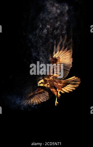 Flying bird. Dispersion, splatter effect. Black background Stock Photo ...