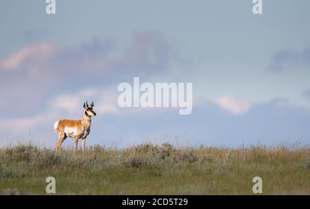 Pronghorn in the Canadian wilderness Stock Photo - Alamy