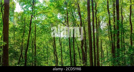 Green forest, Georgia, USA Stock Photo - Alamy
