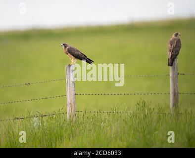 Hawk family in the prairies Stock Photo - Alamy