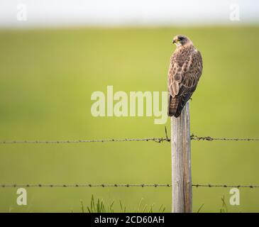 Hawk family in the prairies Stock Photo - Alamy