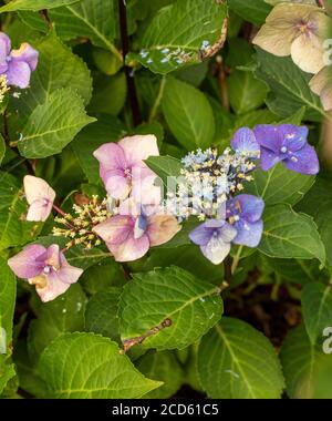 Hydrangea 'Zorro' flowers and foliage Stock Photo - Alamy