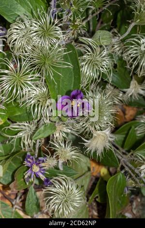Clematis Petit Faucon flower and foliage Stock Photo - Alamy